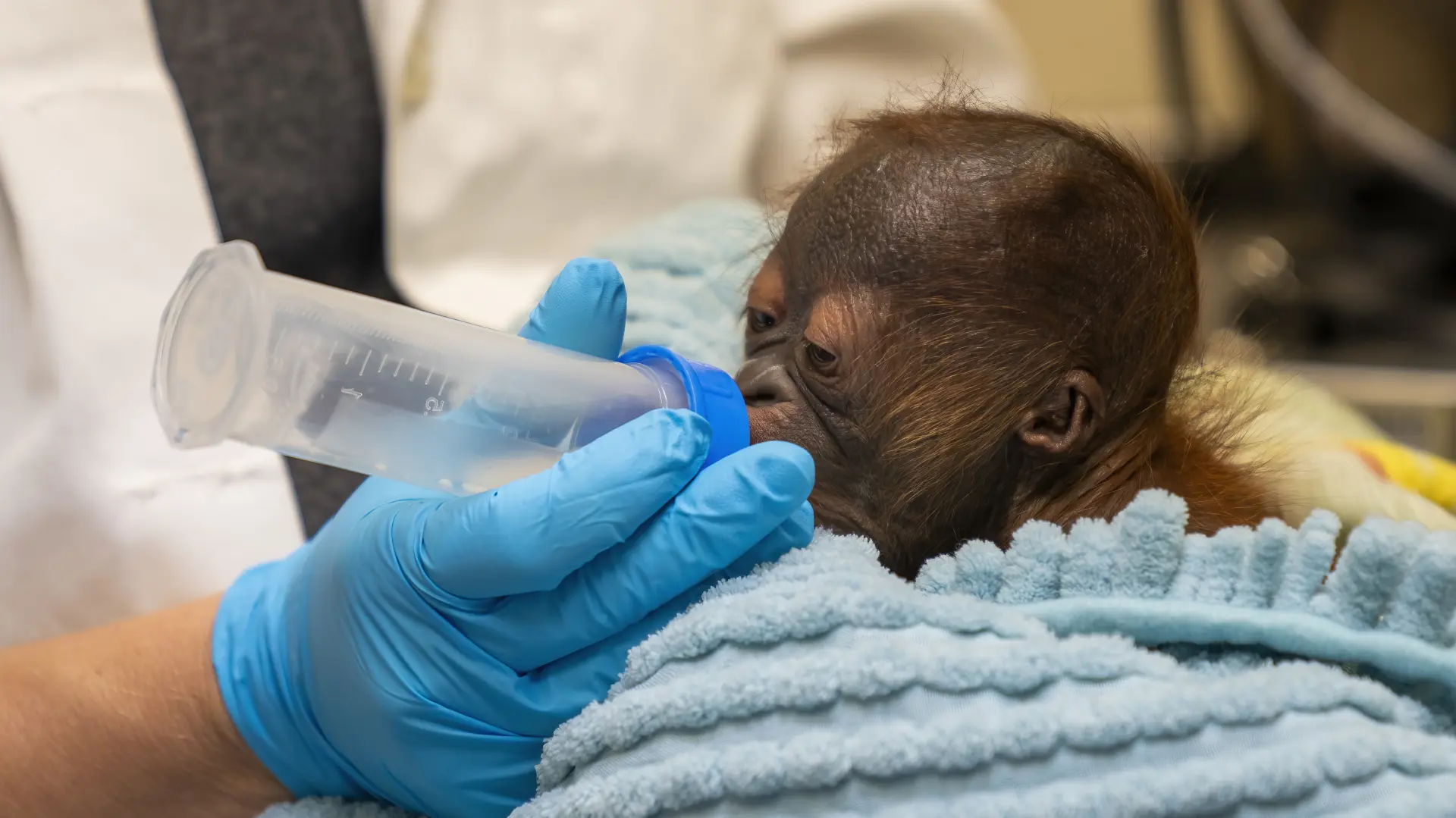 Preplaviće vas talas nežnosti: Rođeno mladunče bornejskog orangutana ...