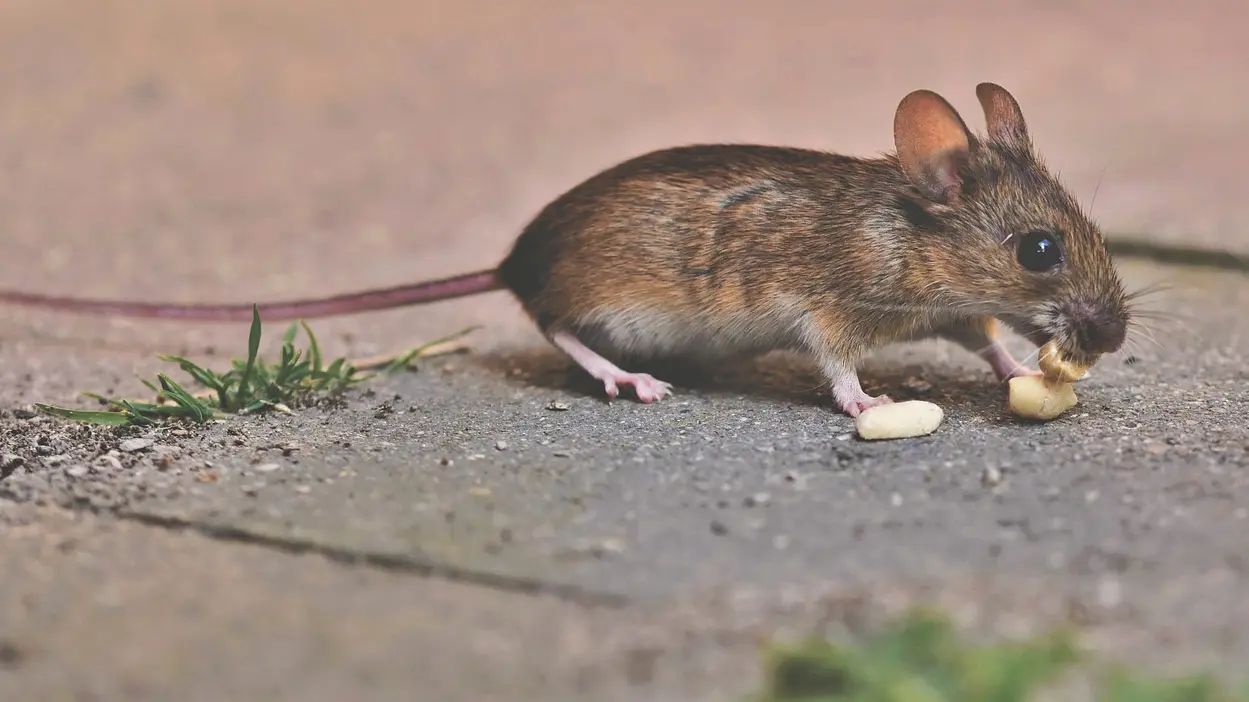 Miševi se užasno plaše mirisa ove biljke: Nabavite je i nećete ih nikad ...