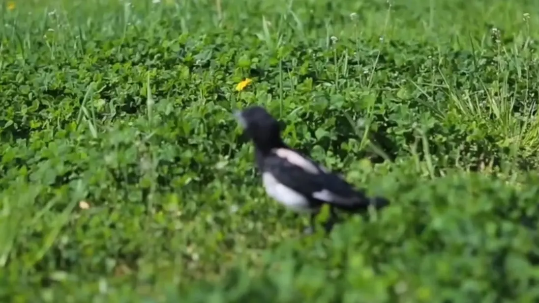 Svraka koja misli da je pas: Prijateljstvo koje niko nije očekivao