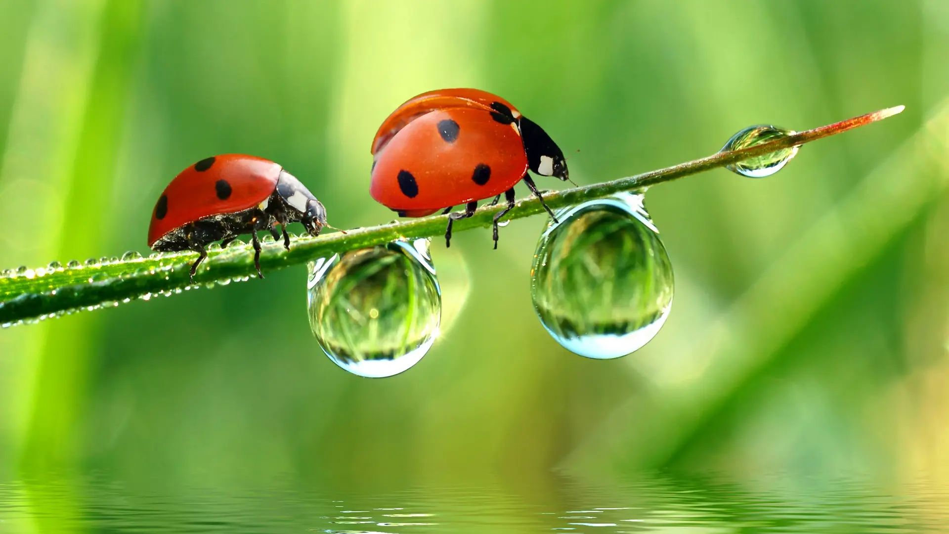 Šta znači kad bubamara sleti na vas: Evo šta kažu narodna verovanja ...