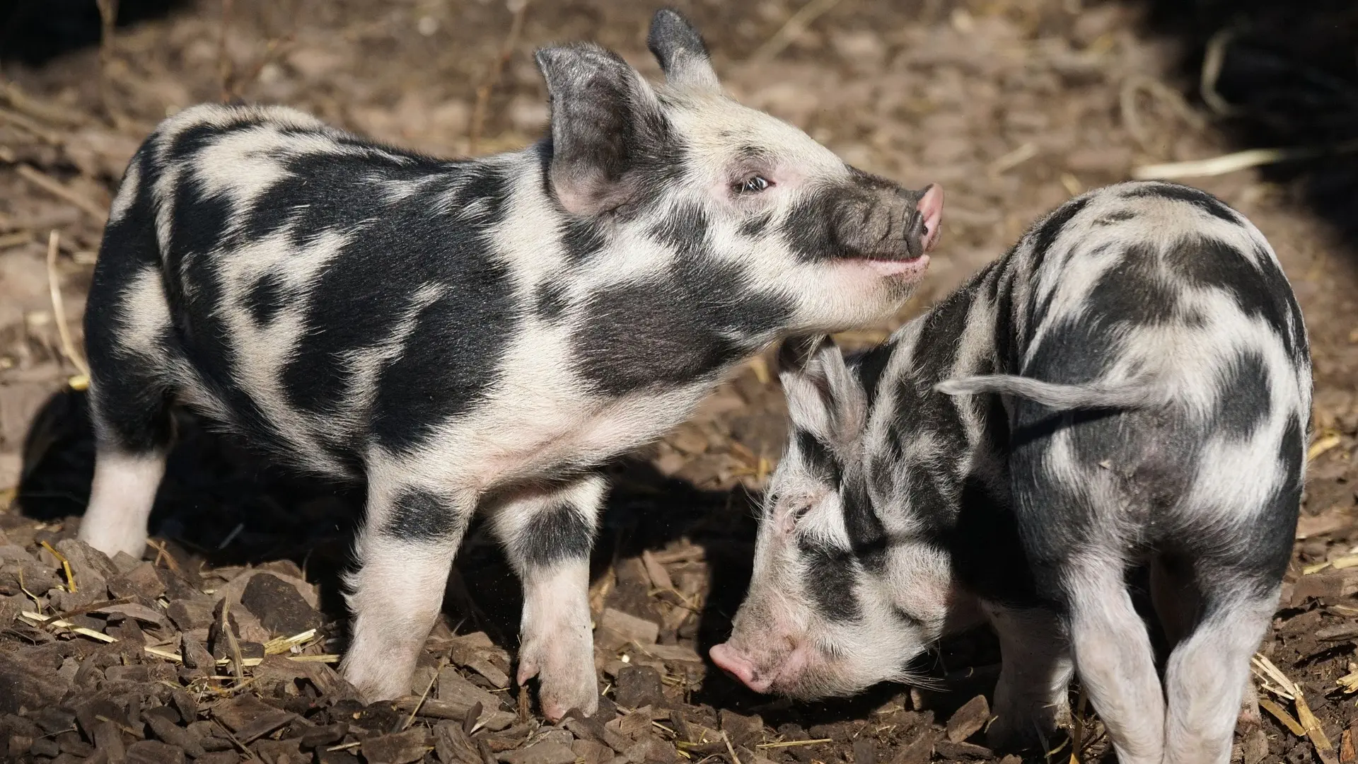 Japanski naučnici uzgojili svinje za transplantaciju organa sa ...