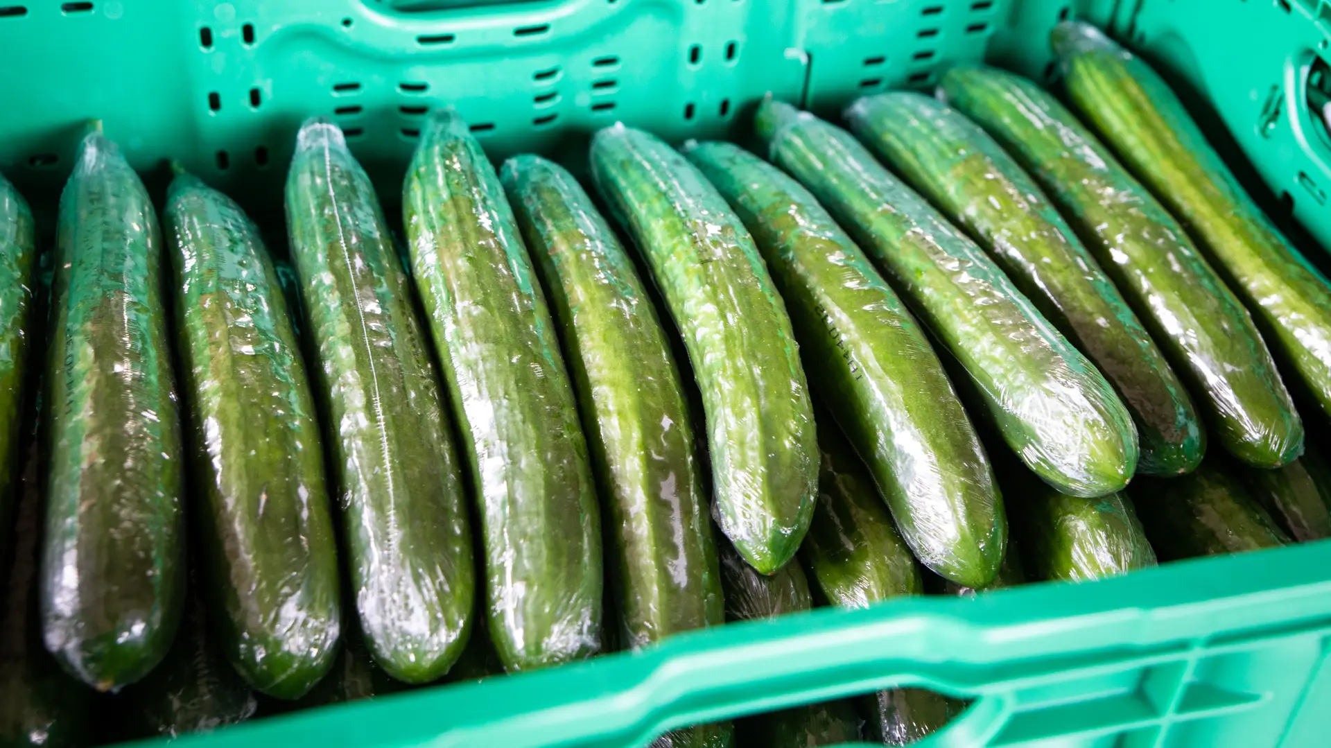 Tri važna razloga zašto neki krastavci dolaze umotani u plastičnu ...